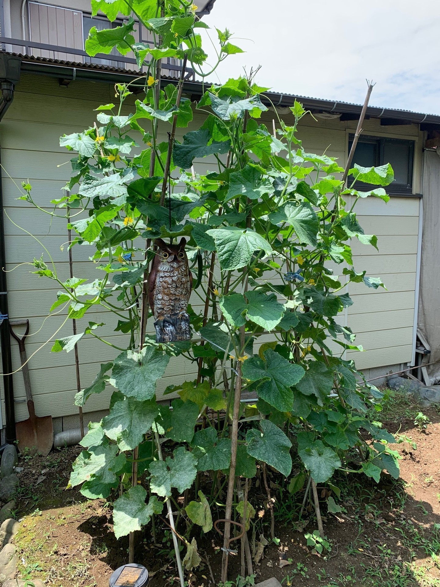 そろそろきゅうりがSKか？: まぁ～いっか de JL1MWY