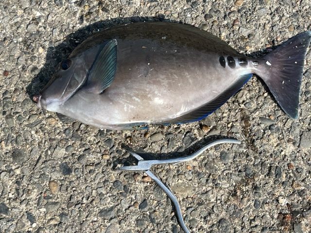 乗っ込みに行きました: まぁ～いっか de JL1MWY