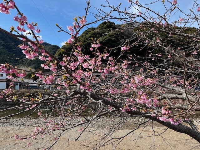 河津さくらを見に行きました: まぁ～いっか de JL1MWY