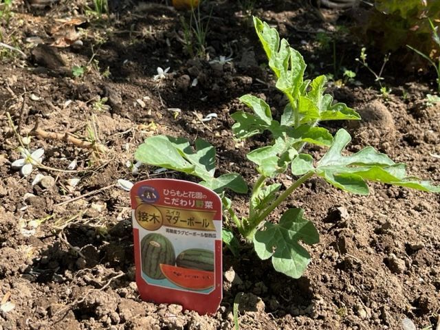 野良仕事をしました: まぁ～いっか de JL1MWY