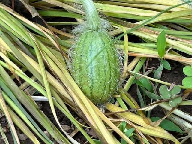 スイカの実が付きました: まぁ～いっか de JL1MWY